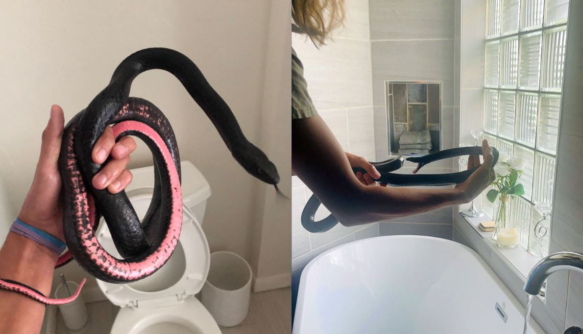 Snake in a toilet: Slithering visitor to Arizona home camps out where ...