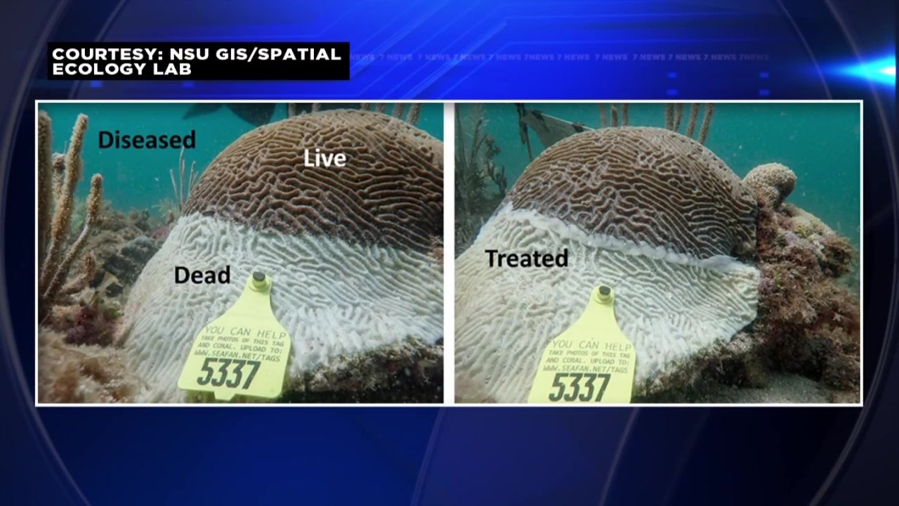 Sea temperatures lead to unprecedented, dangerous bleaching of Florida ...