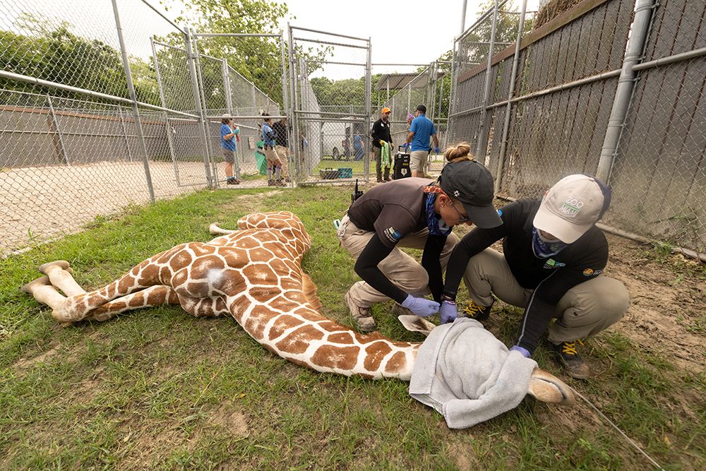 Giraffe ‘Turtle’ bounces back after successful surgery at Zoo Miami ...