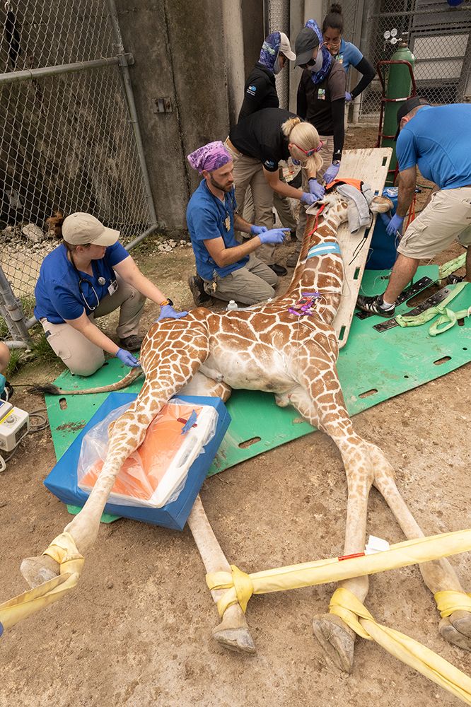 Giraffe ‘Turtle’ bounces back after successful surgery at Zoo Miami ...