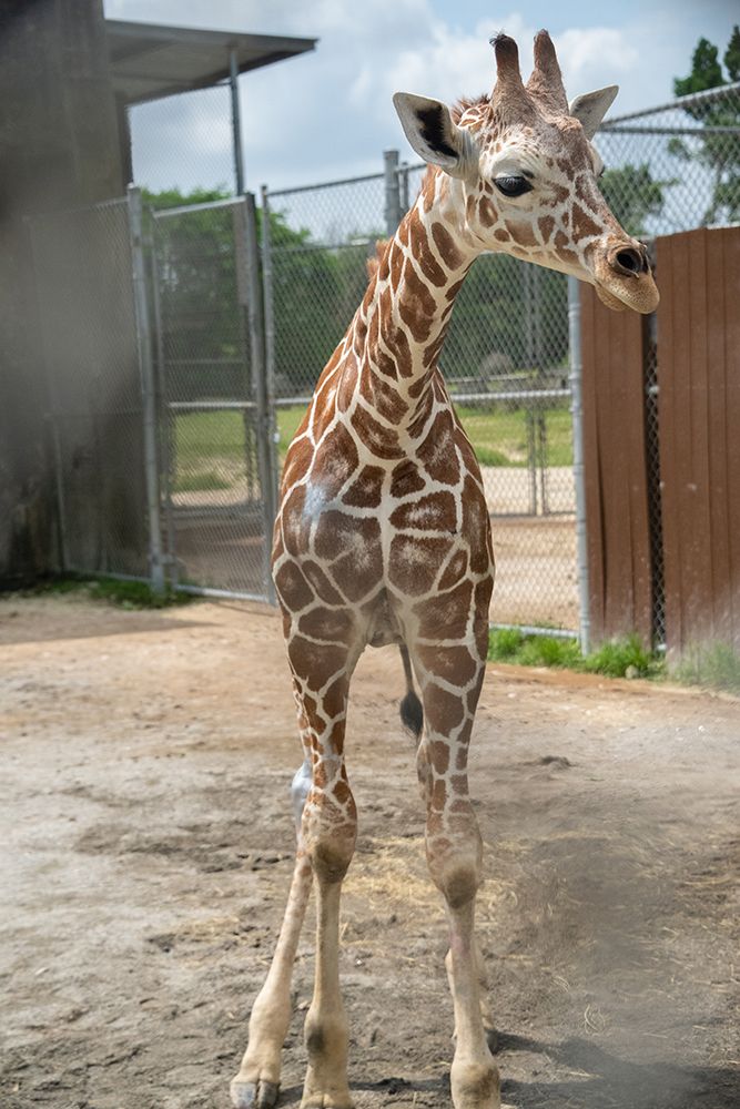 Giraffe ‘Turtle’ bounces back after successful surgery at Zoo Miami ...