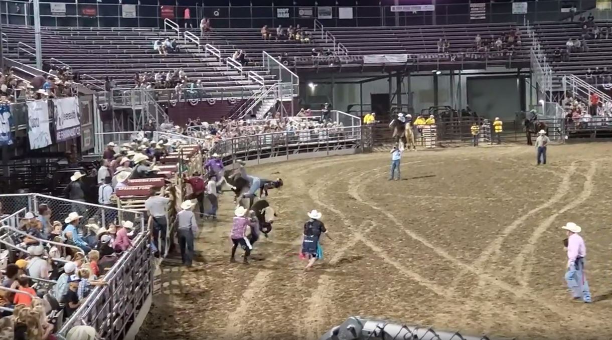 Bulls gets out of Utah County Fair rodeo arena, injuring family members ...