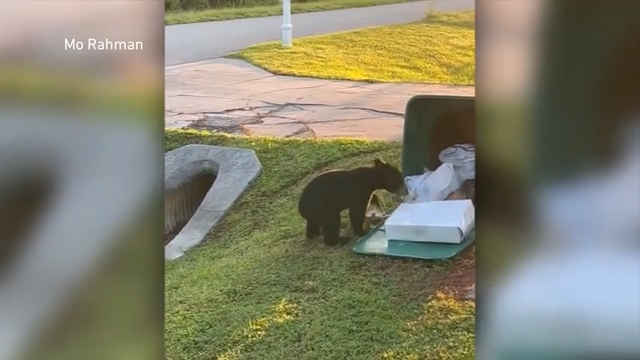 Family of black bears spotted in neighborhood in Naples - WSVN 7News ...