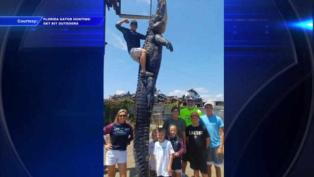 Hunters catch 920-pound ‘beast’ of a gator in Orlando-area lake - WSVN ...
