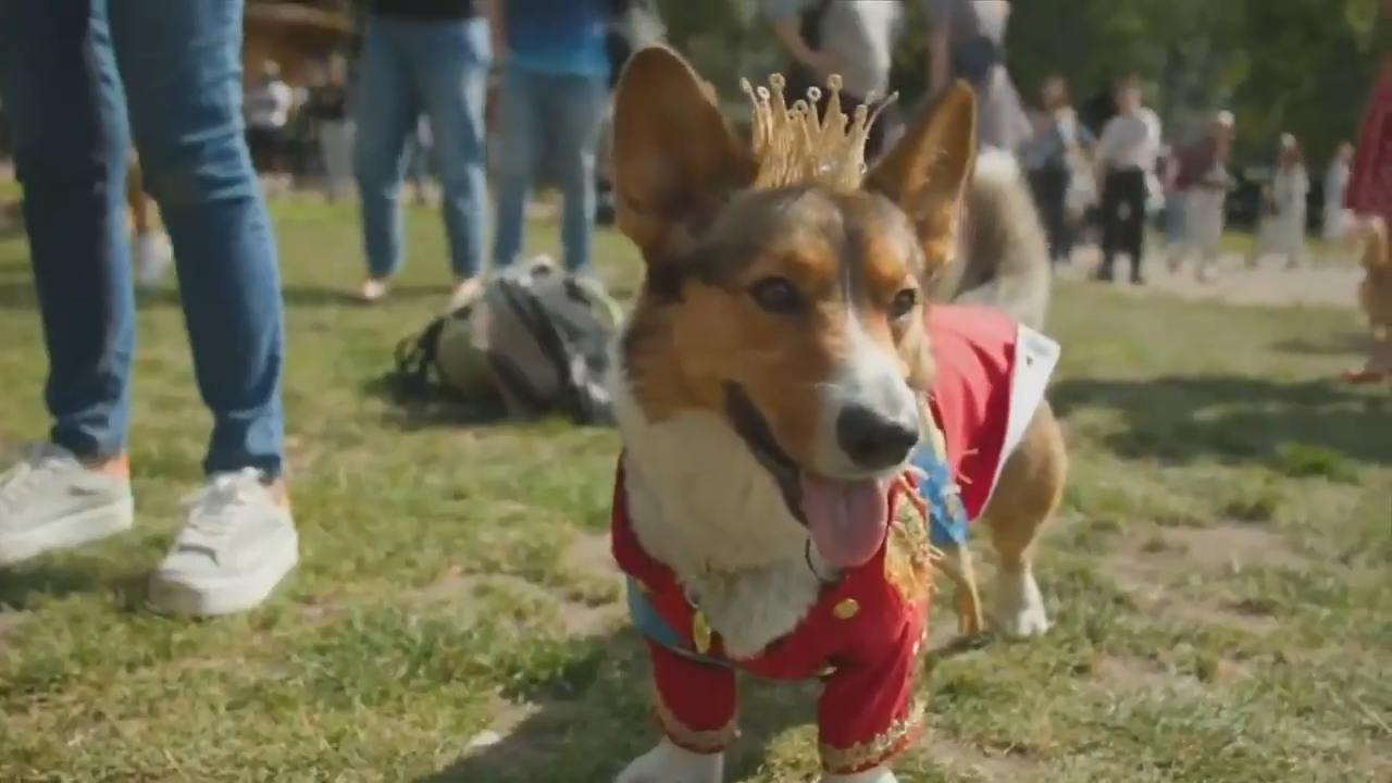 Corgis parade outside Buckingham Palace to remember Queen Elizabeth II ...