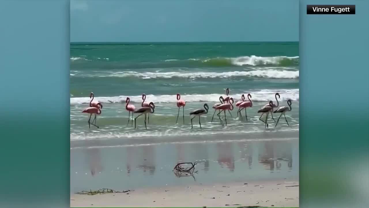 Flamingo sightings are pouring in from states where the birds aren’t ...