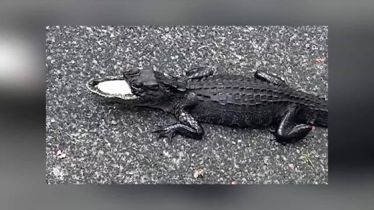 Wildlife experts express concern after alligator in Sanford found with ...