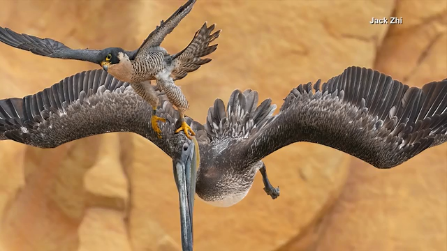Fierce falcon photo takes top prize in bird photography contest - WSVN ...