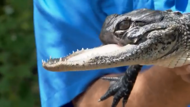 Sanford alligator missing upper jaw finds new home at Gatorland in ...