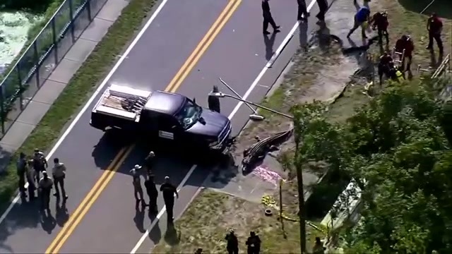 Woman’s body found in gator’s mouth near Clearwater; unclear if victim ...