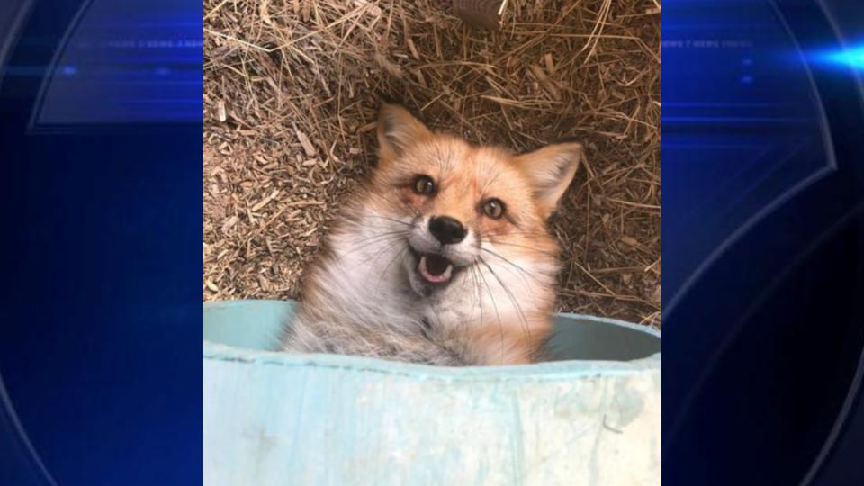 Beloved red fox mourned at Zoo Miami - WSVN 7News | Miami News, Weather ...