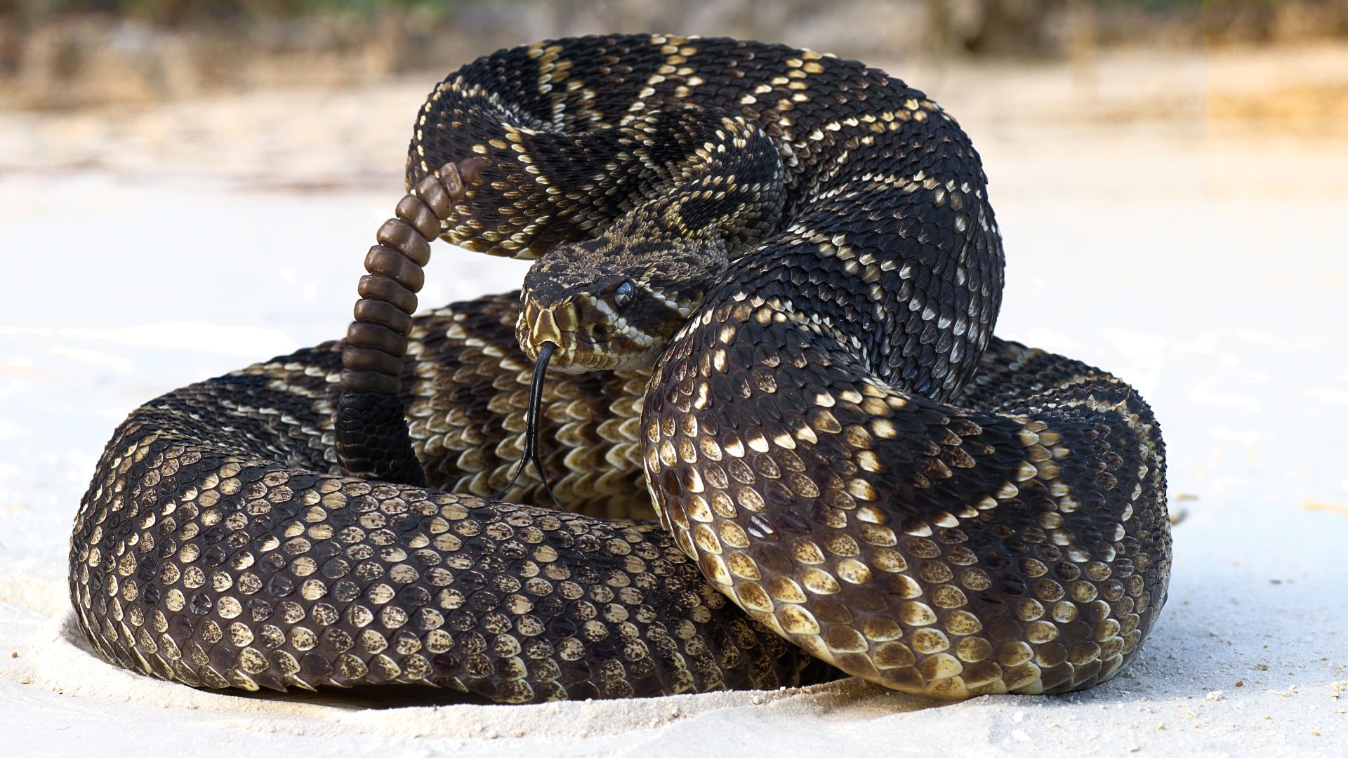 Amazon driver in serious condition after being bitten by rattlesnake in ...