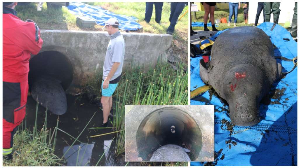 Manatee rescued from storm drain in Florida - WSVN 7News | Miami News ...
