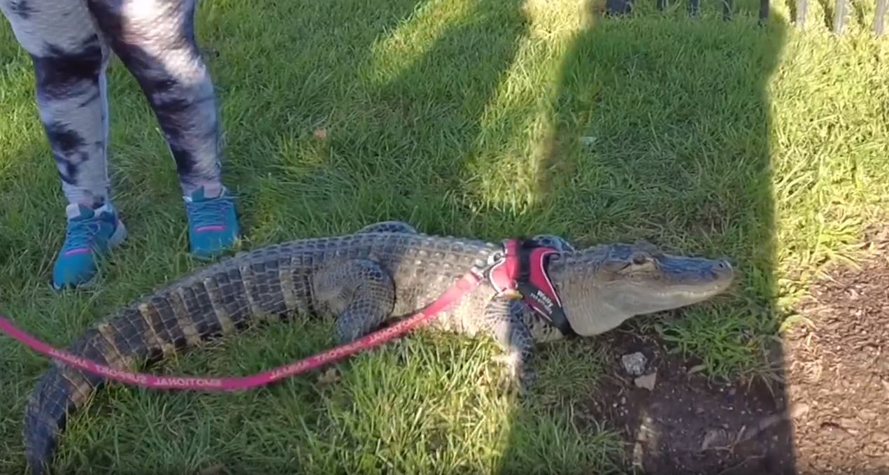 Phillies deny emotional support alligator from entering ballpark - WSVN ...