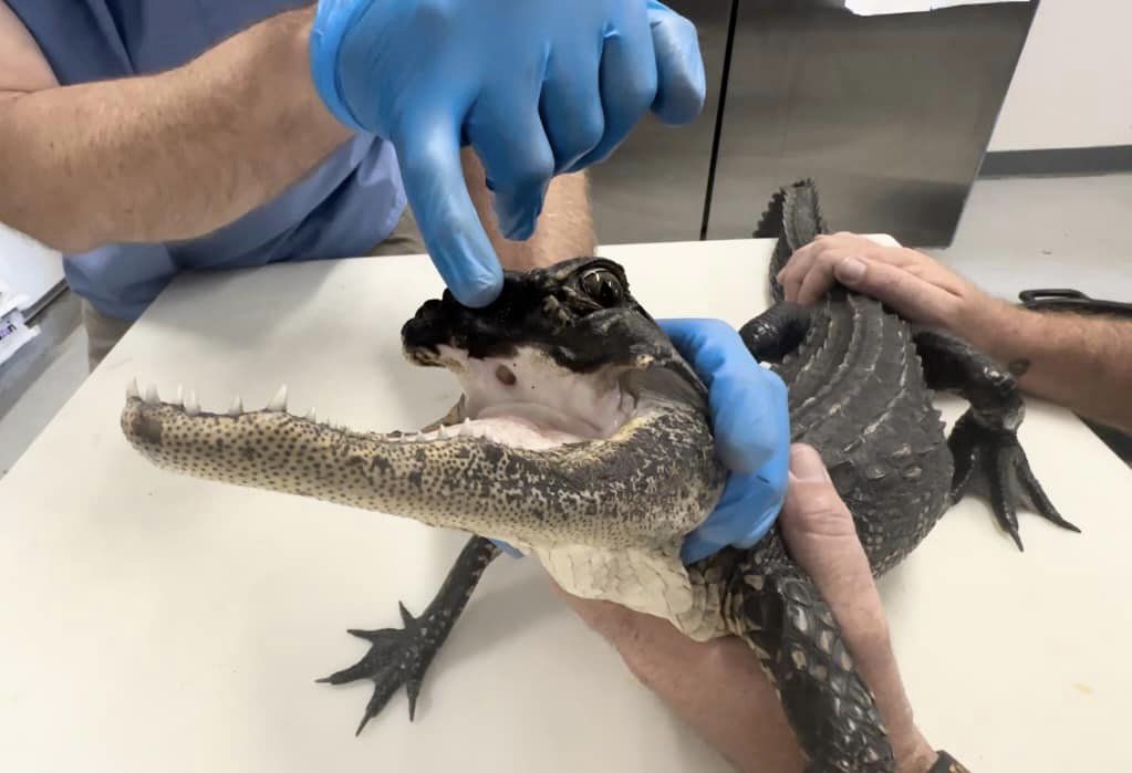 Florida park gives apt name to alligator missing top half of its jaw ...