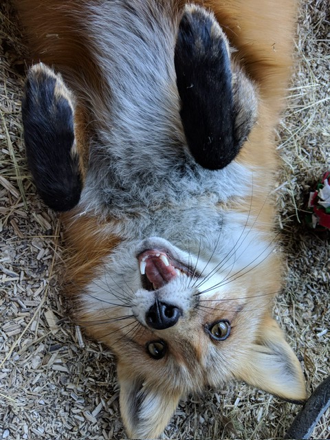 Beloved red fox mourned at Zoo Miami - WSVN 7News | Miami News, Weather ...