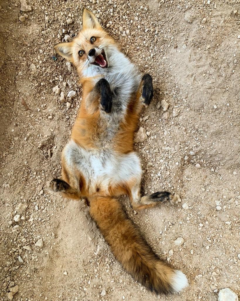 Beloved red fox mourned at Zoo Miami - WSVN 7News | Miami News, Weather ...
