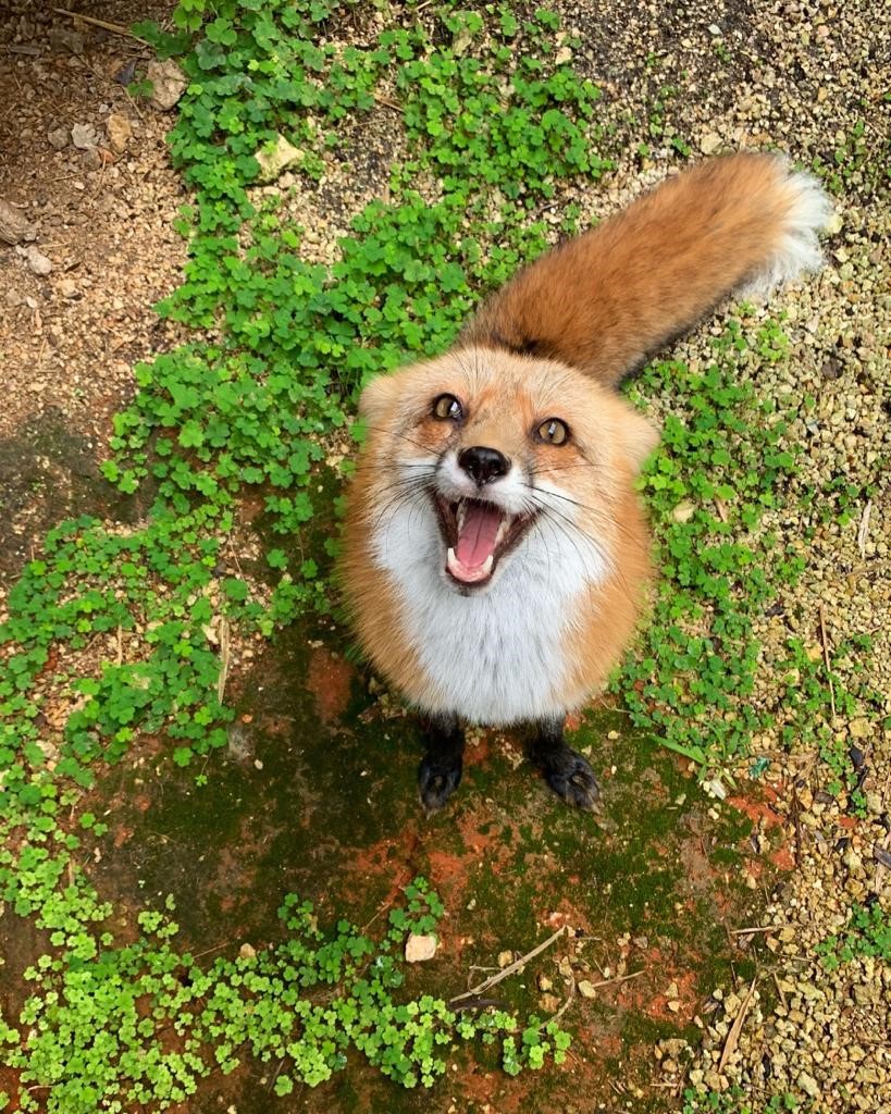Beloved red fox mourned at Zoo Miami - WSVN 7News | Miami News, Weather ...