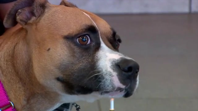 Resilient dog Candy, recovering after being shot in Hallandale Beach ...