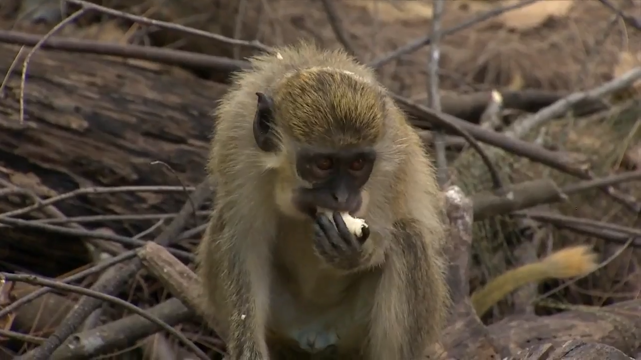 Monkey Ninja Joe is on the loose in South Florida and ‘looking for love ...