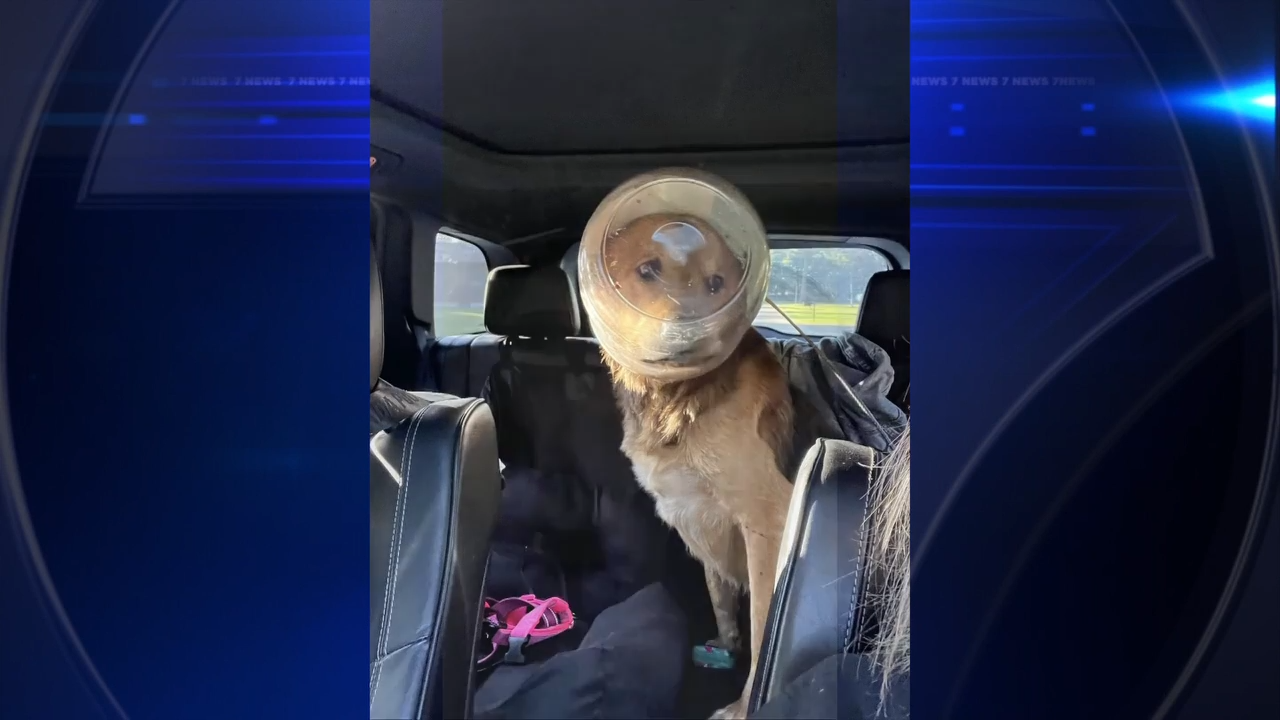 Detroit dog rescued after 3 days with cheese puff container stuck on ...