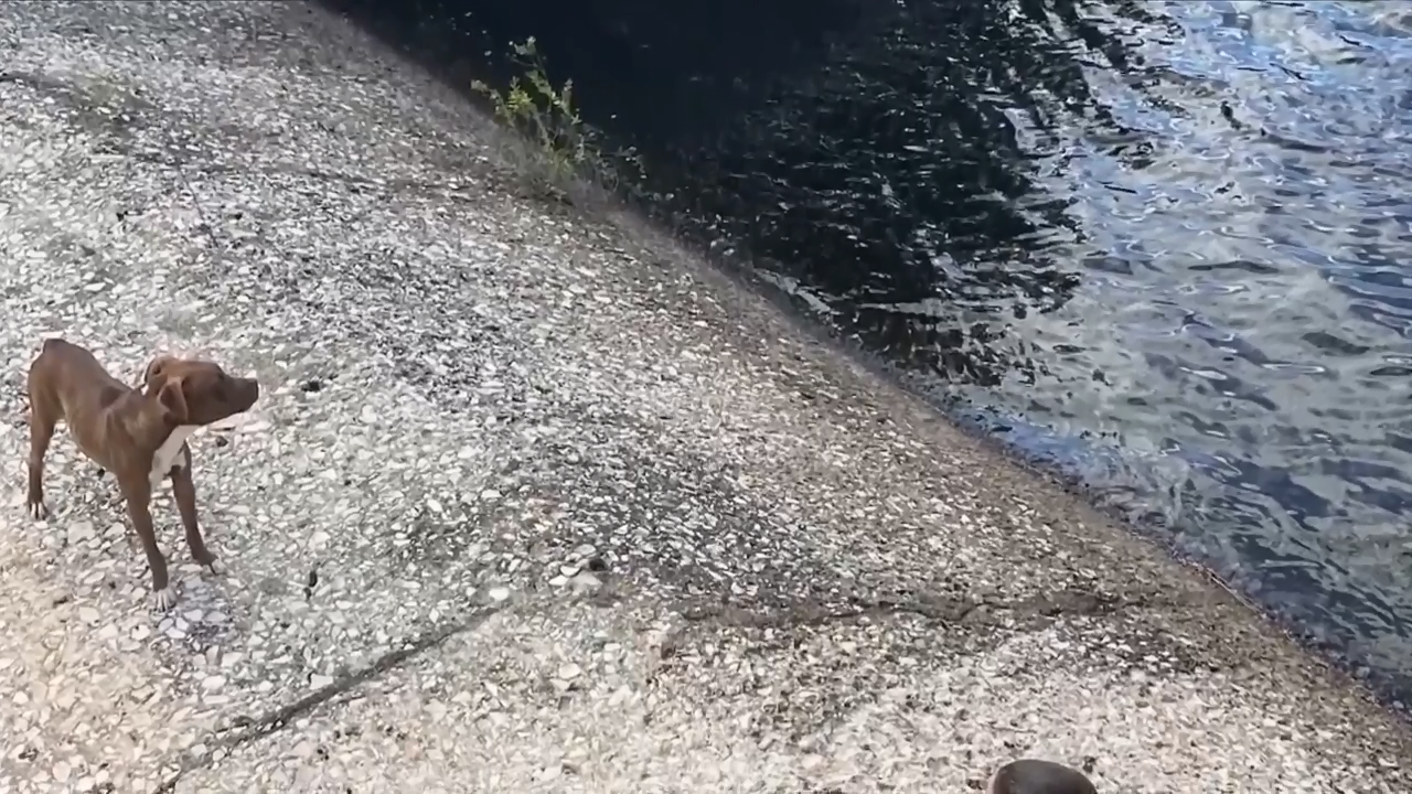 Florida couple’s heroic rescue saves dog from predators - WSVN 7News | Miami News, Weather ...