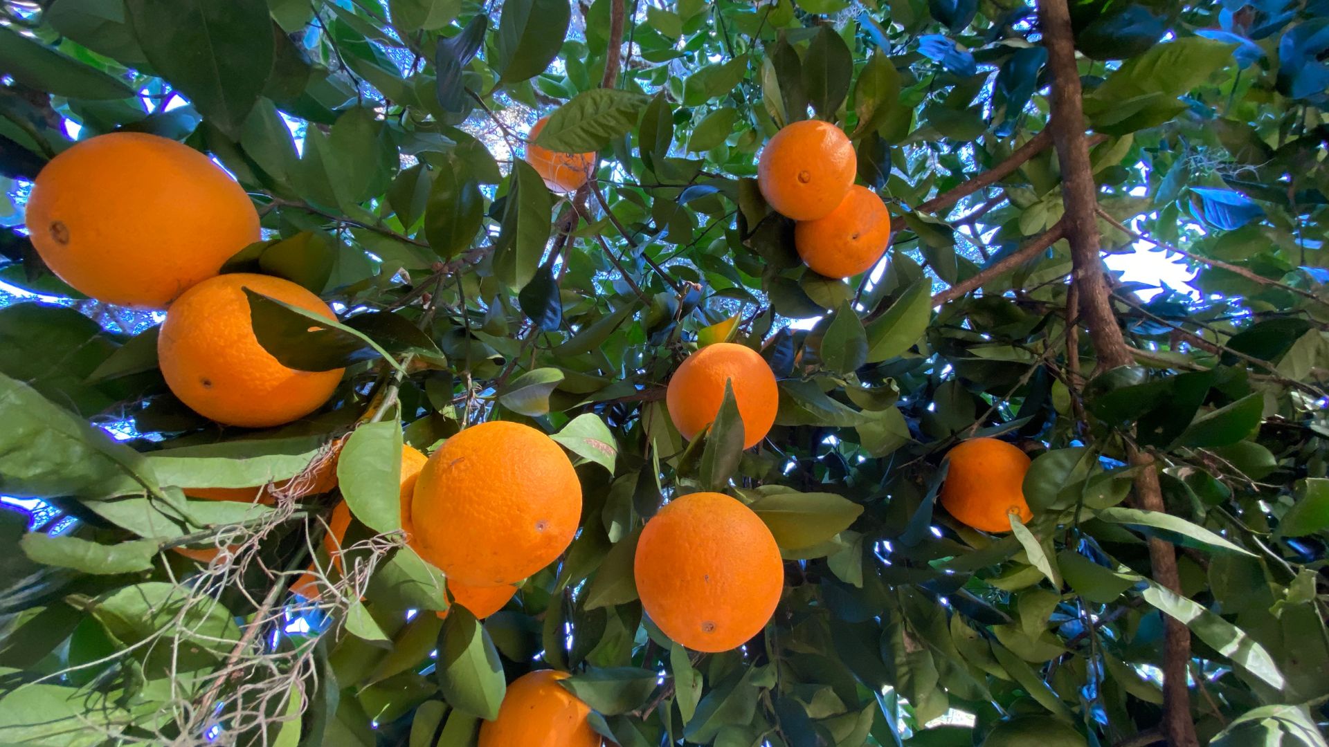 Major Florida grower to end citrus operations after years of hurricanes ...