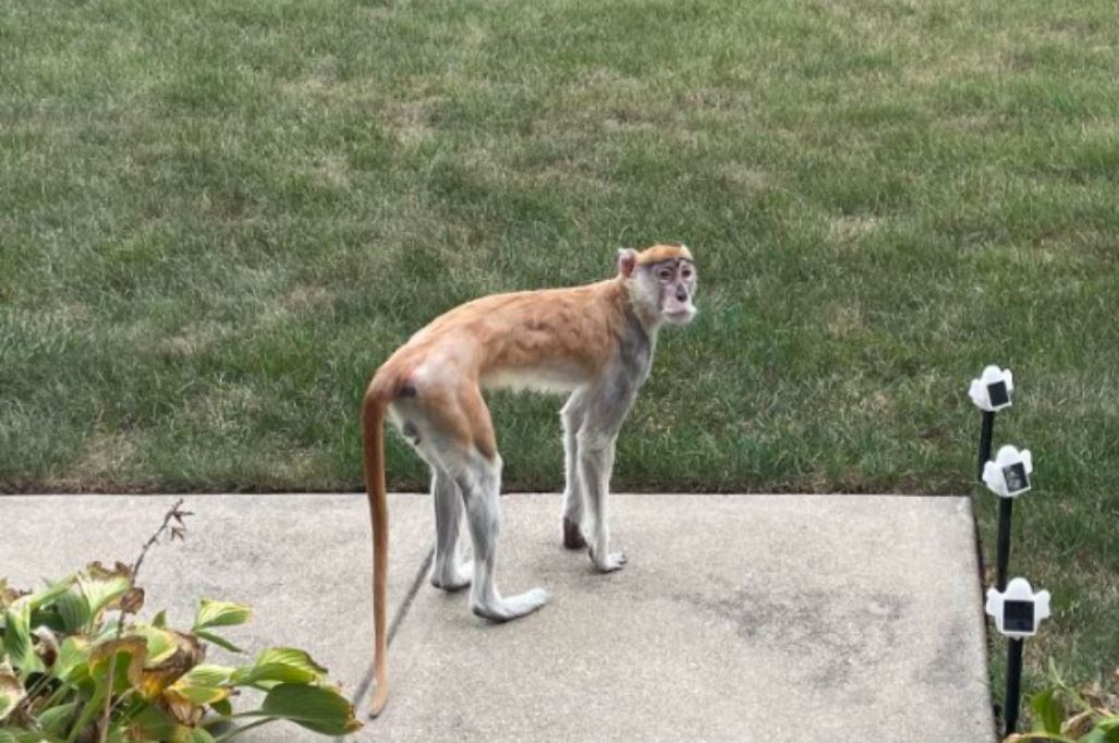 Indianapolis police capture a cheeky monkey that escaped and went on ...