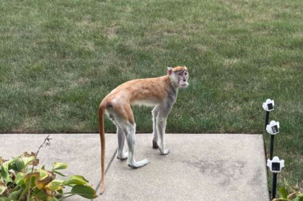 Indianapolis police capture a cheeky monkey that escaped and went on ...