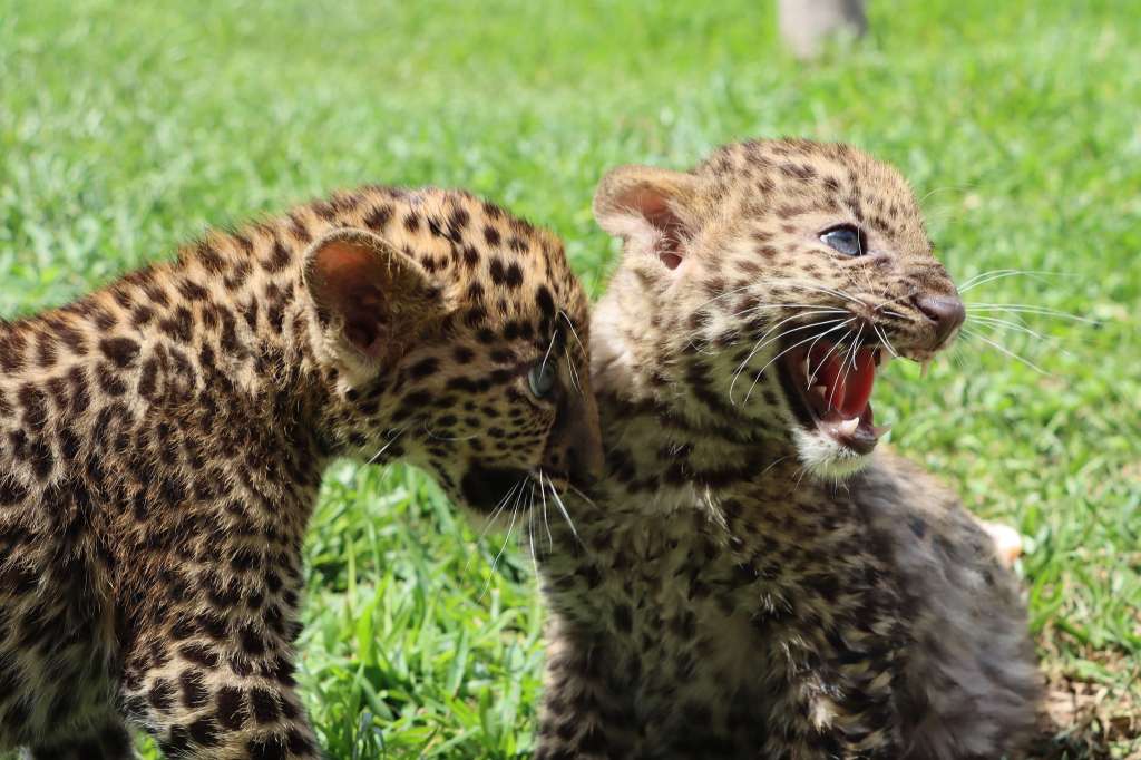 First leopard cubs born in captivity in Peru climb trees and greet ...