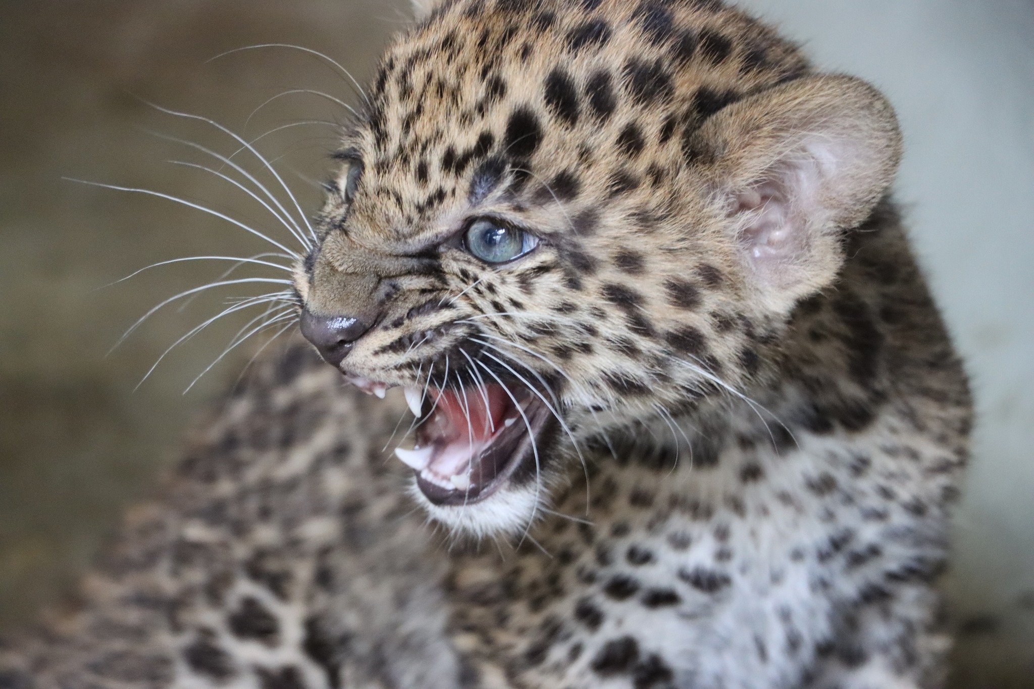First leopard cubs born in captivity in Peru climb trees and greet ...