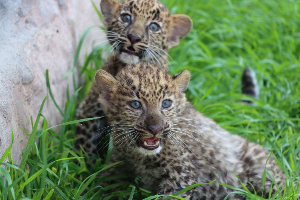 leopard cubs born bengal captivity