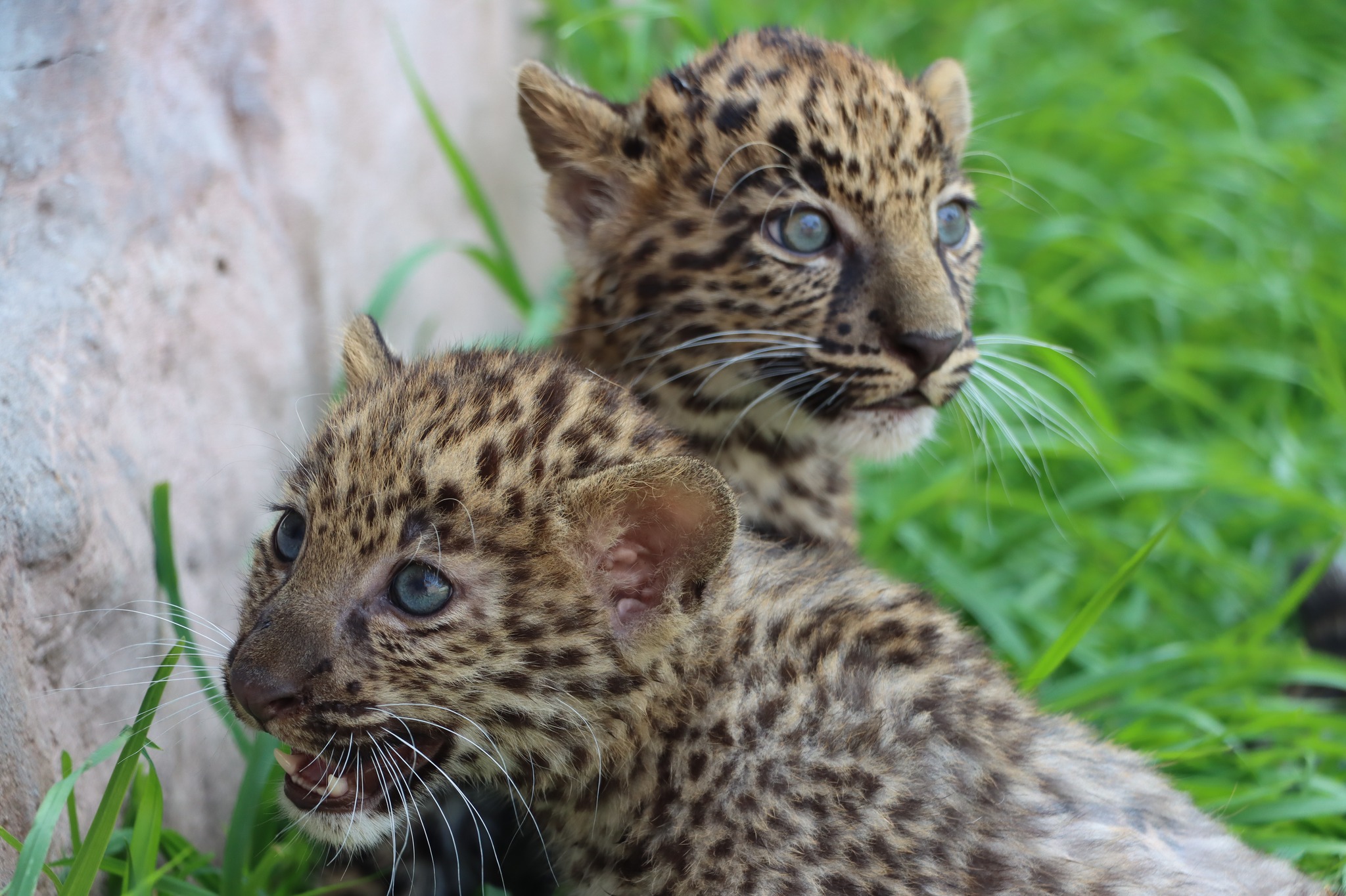 First leopard cubs born in captivity in Peru climb trees and greet ...