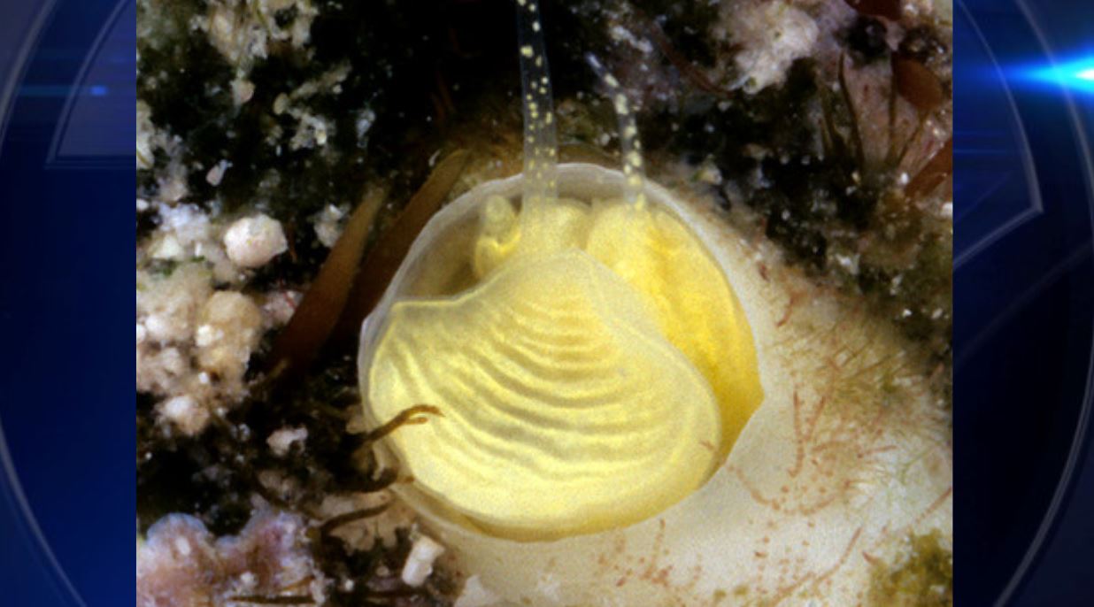Newly discovered snail in Florida Keys is named after Jimmy Buffett ...