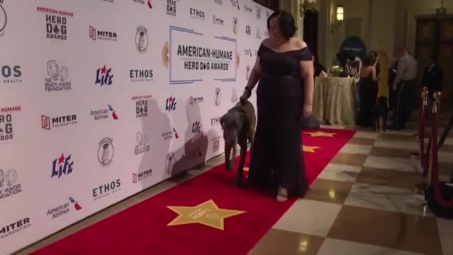 Service dogs walk red carpet at 2023 American Humane Hero Dog Awards ...