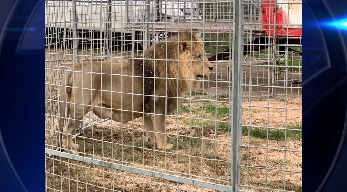Circus lion captured after hours on the loose near Rome - WSVN 7News ...