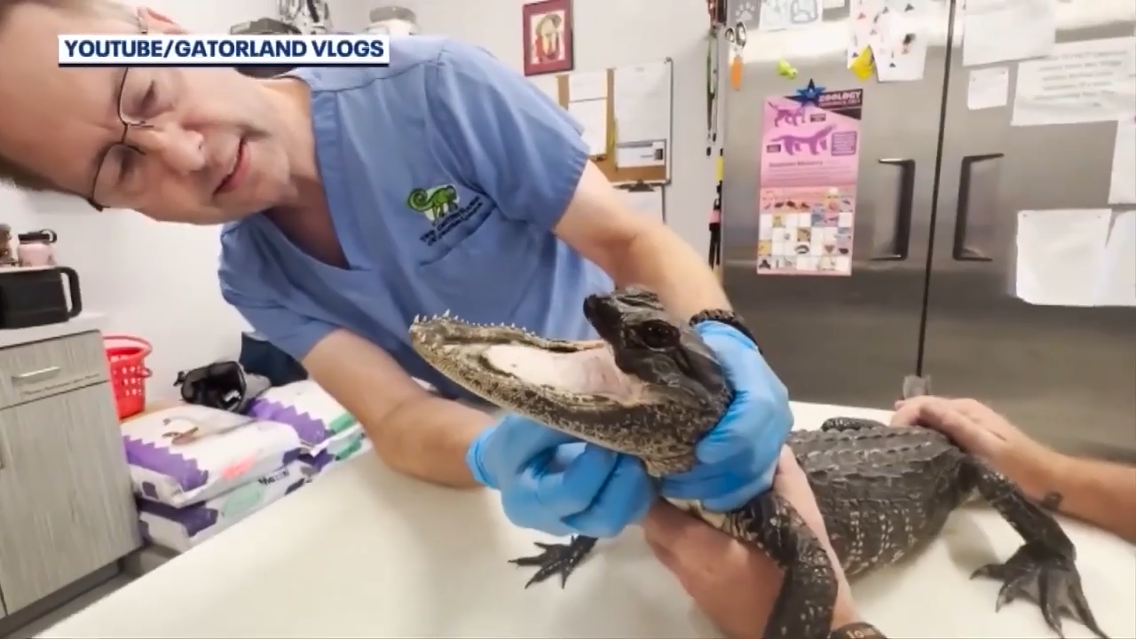 Jawlene, the resilient alligator, strives for recovery at Gatorland ...