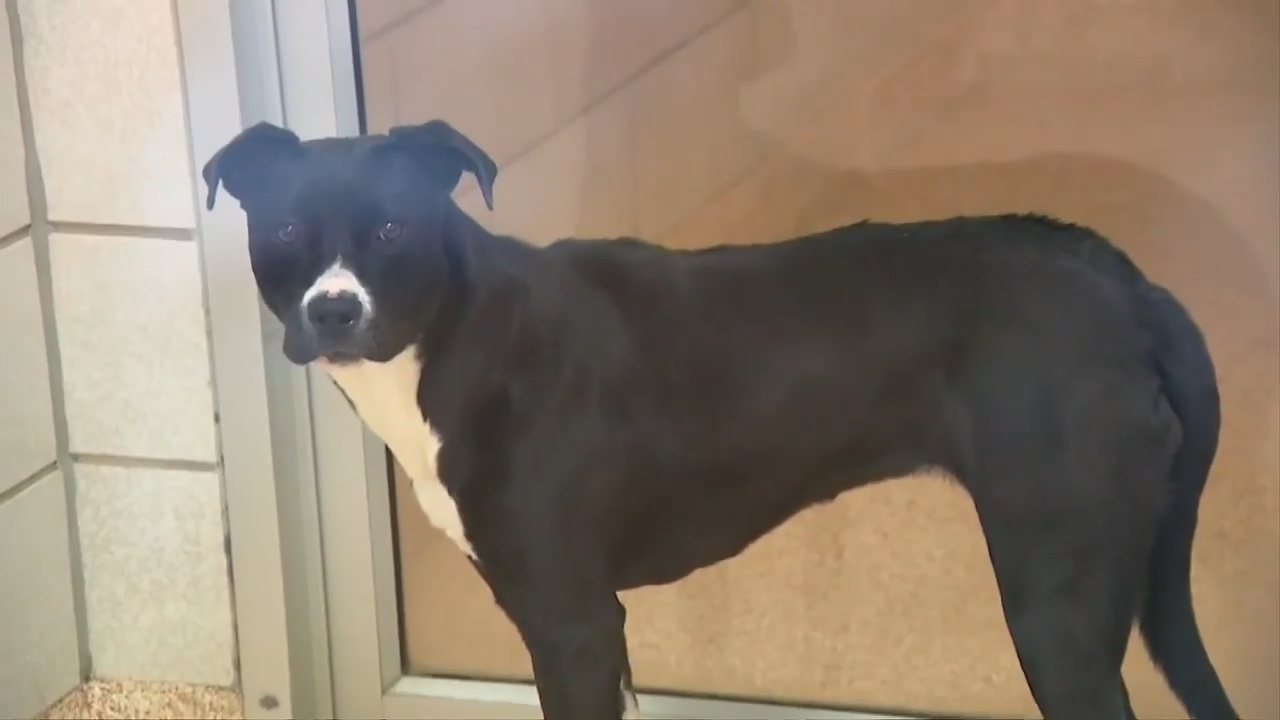 FDA nears approval for anti-aging drugs for dogs - WSVN 7News | Miami ...