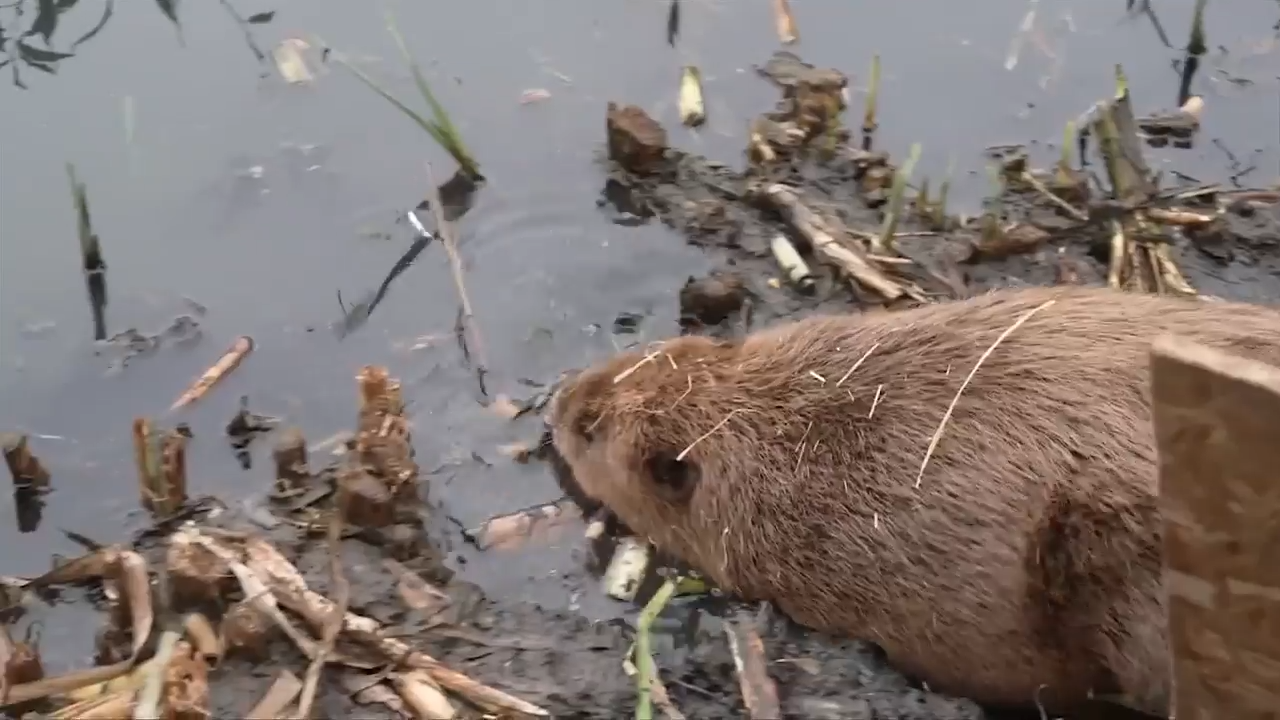 Wild beavers return to west London for the first time in 400 years ...