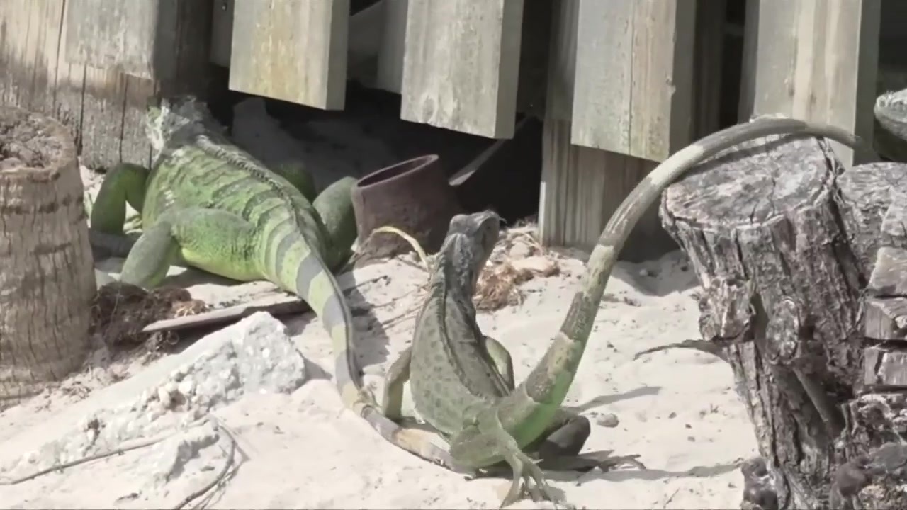 Miami-Dade County unveils plans to tackle invasive iguana problem in ...
