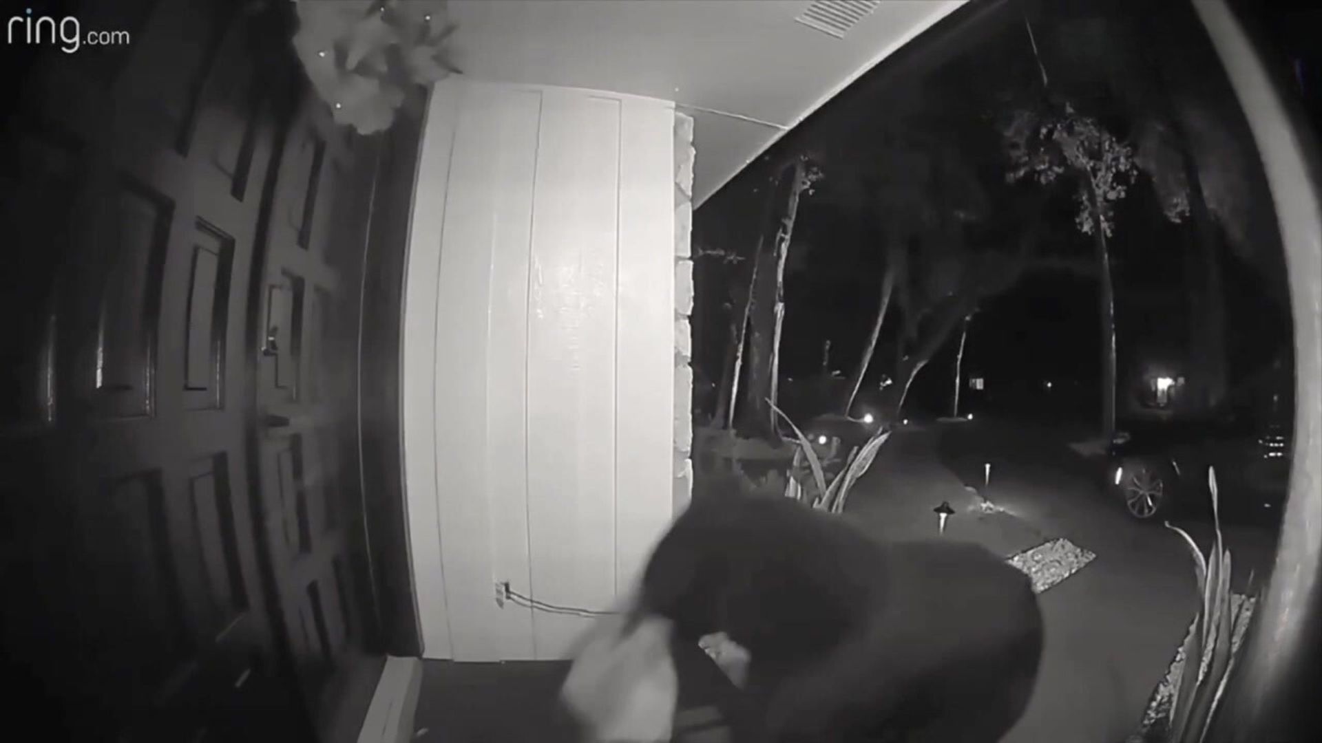 Nacho average bear: Florida mammal swipes $45 Taco Bell order from ...
