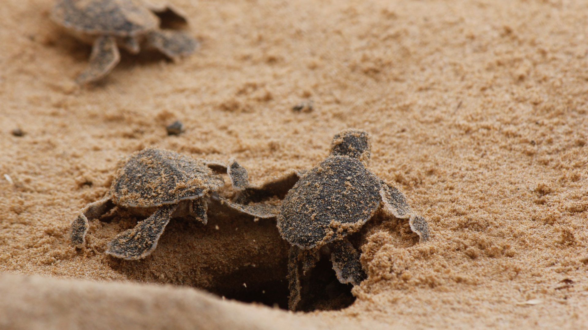 Sea turtle nests break records on US beaches, but global warming ...