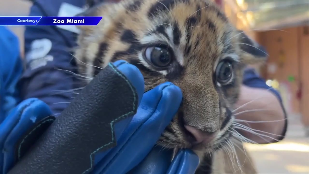 Zoo Miami unveils first images of Sumatran tiger cub - WSVN 7News ...