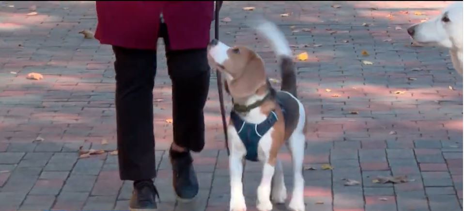 Puppy saved with Narcan after ingesting heroin in park in Boston’s ...