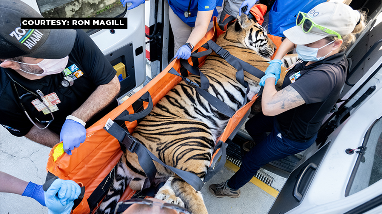 Zoo Miami’s Sumatran tiger, ‘Berani,’ in serious condition - WSVN 7News ...