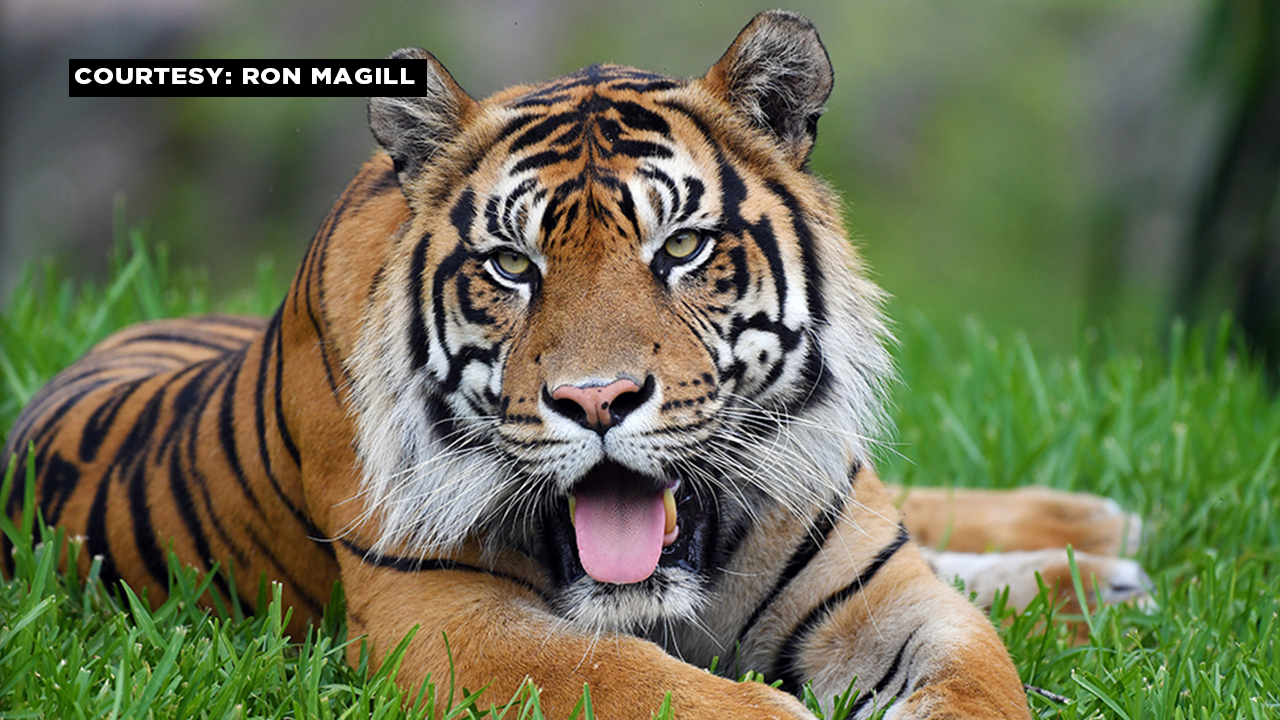 Zoo Miami announces death of Sumatran tiger ‘Berani’ - WSVN 7News ...