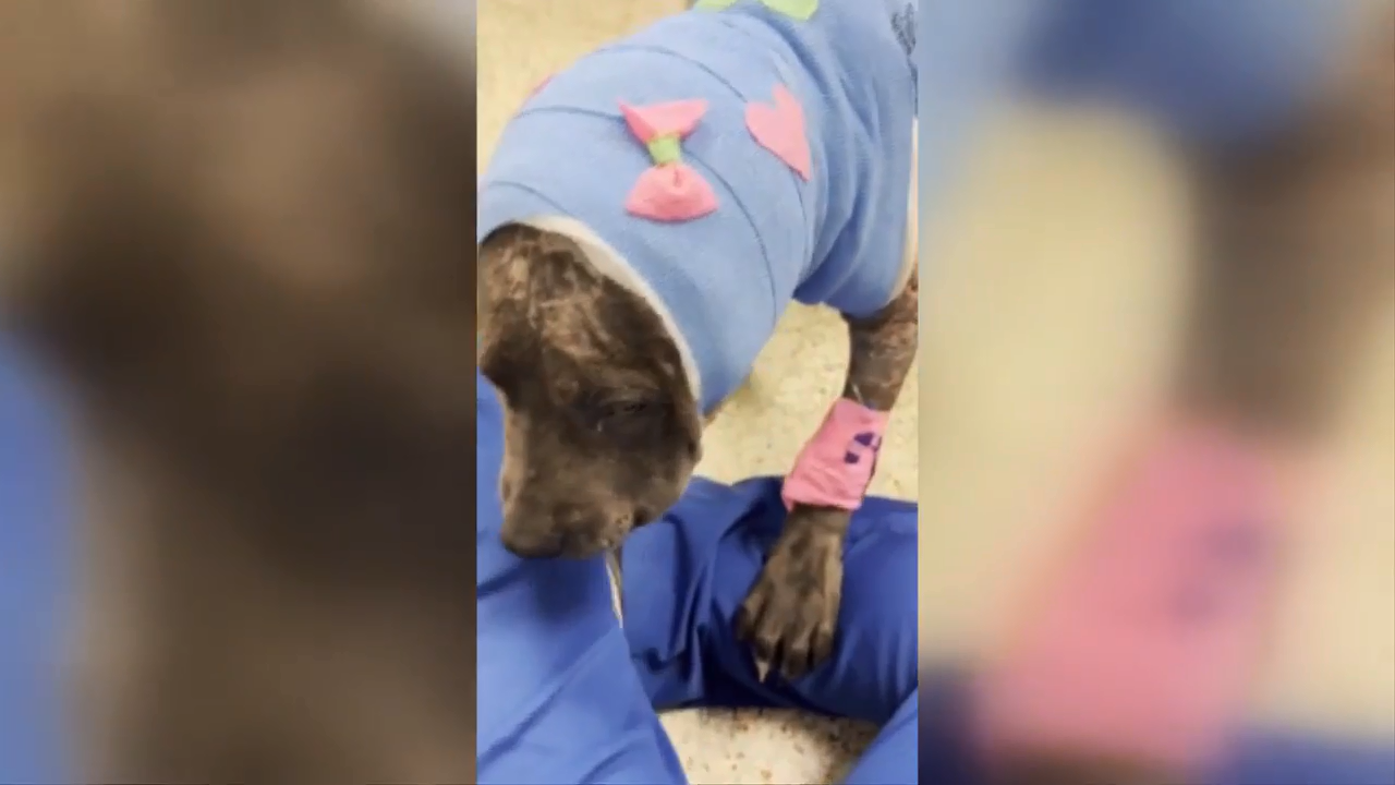 New video shows puppy recovering after being attacked by other dogs at ...