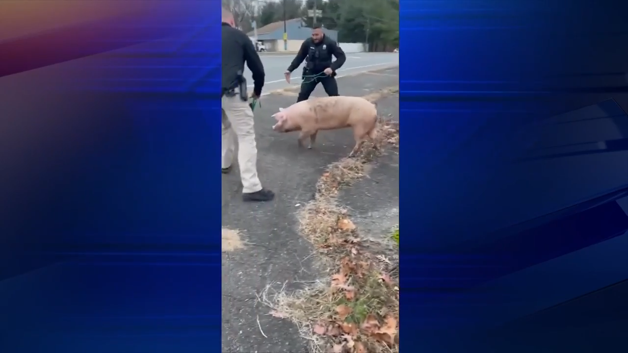 Police wrangle runaway pig in New Jersey - WSVN 7News | Miami News ...