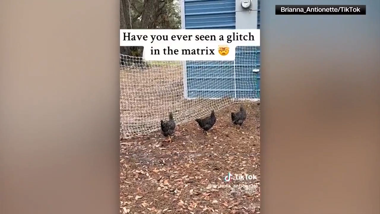 Viral video sparks chicken mystery in Tampa: Are we witnessing a matrix ...