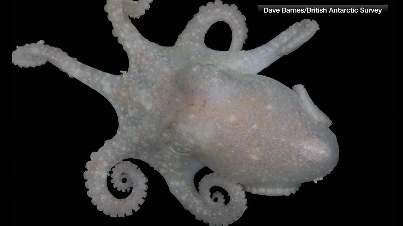 antarctic octopus